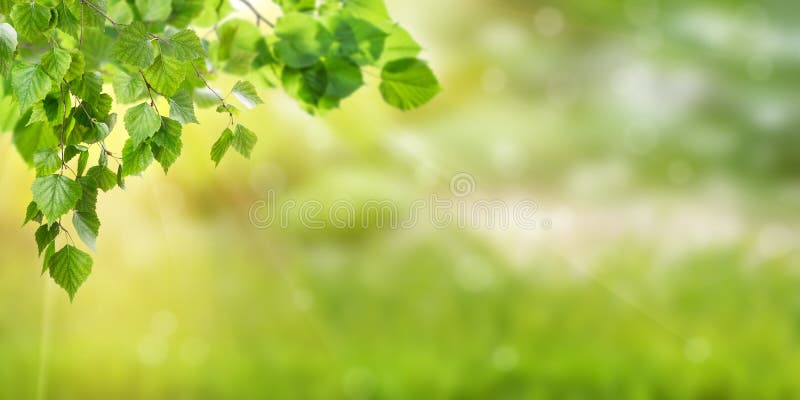 Natur-Hintergrund Mit Wilden Blumen Stockbild - Bild von fahne, wolke ...