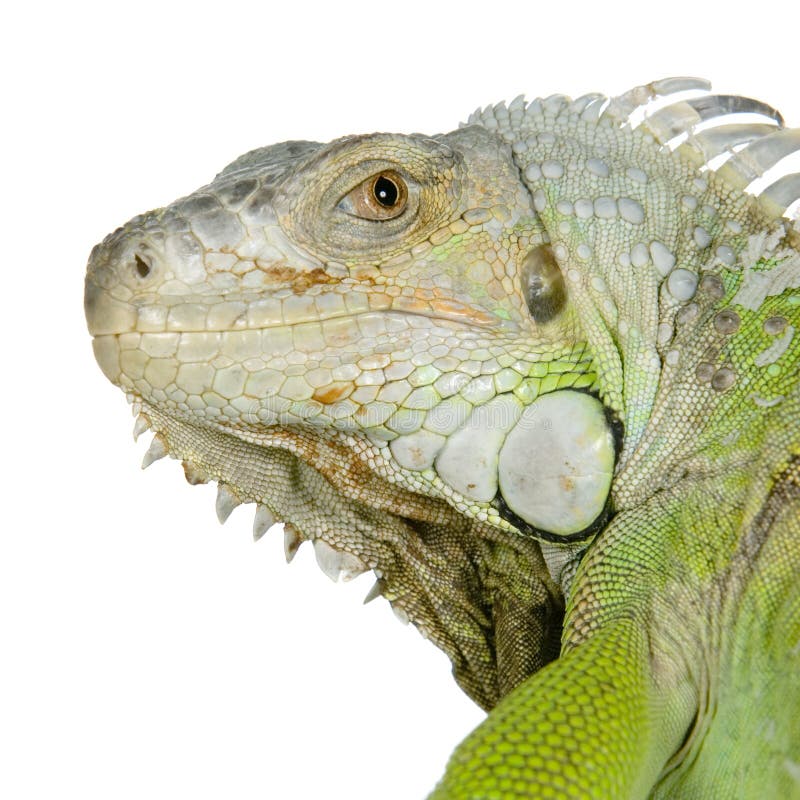 Grüner Leguan stockbild. Bild von wirbeltier, haustiere - 2306489