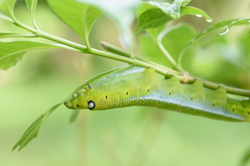 Wurm Der Blatt Isst Stock-Fotos - Laden Sie 139 Royalty-Free Fotos herunter