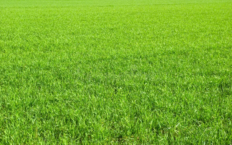 Grüner Rasen stockbild. Bild von getrennt, gras, uncultivated - 4976575