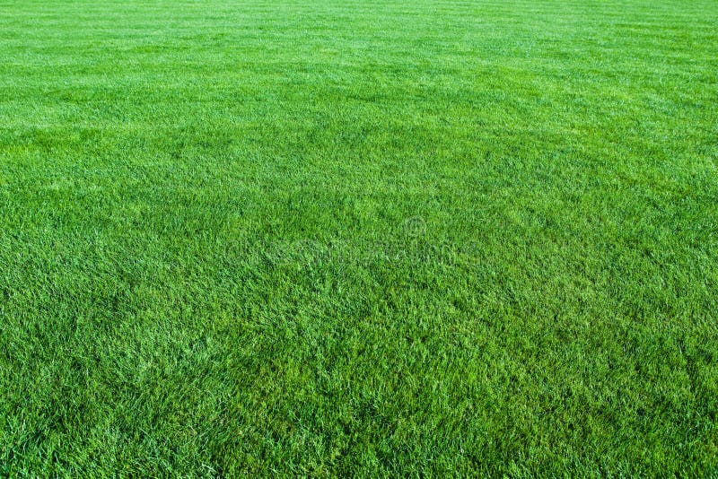 Rasen, Hintergrund stockfoto. Bild von scharf, hintergrund - 44194972