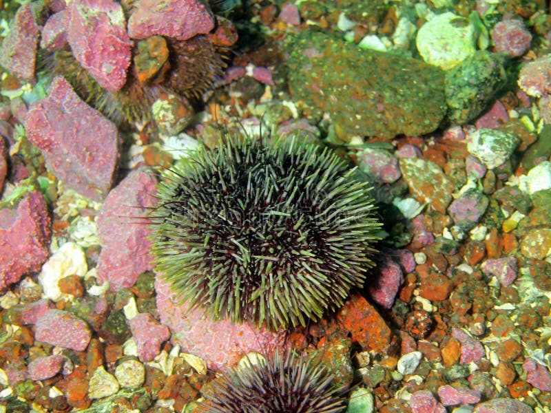 Seeigel stockbild. Bild von ozean, welt, unterwasser - 117930933