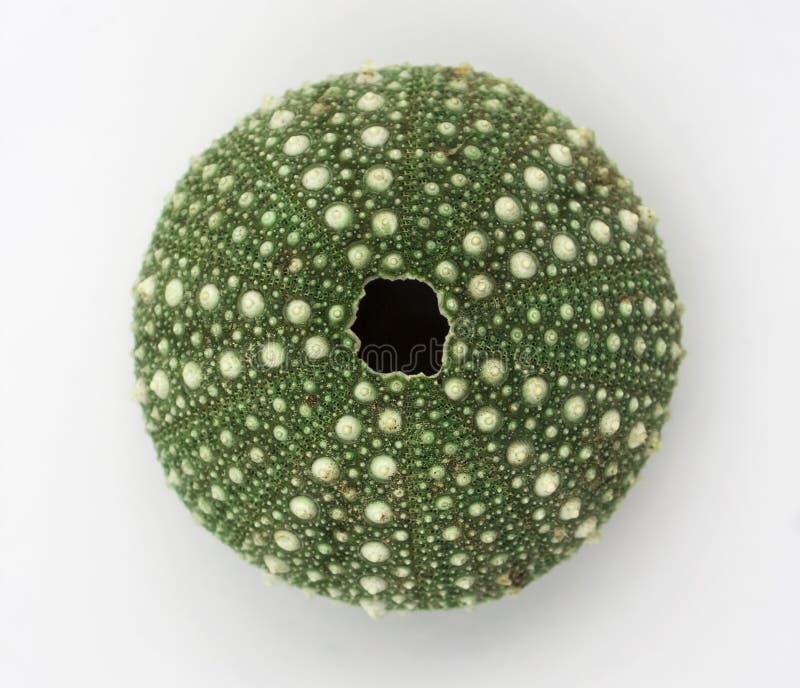 Seeigel Shell stockbild. Bild von treibholz, schale, meer - 40832403