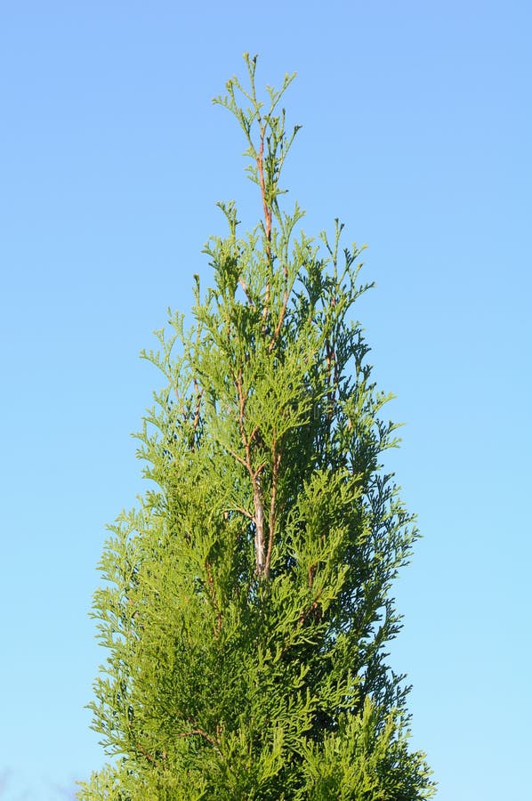 Grüner Thuja-Baum Auf Blauer Himmel-Hintergrund Stockbild - Bild von ...