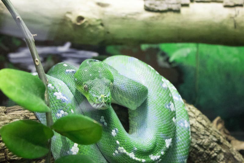 Grüne Baum-Boa stockbild. Bild von pressung, reptil, überwachen - 31512013