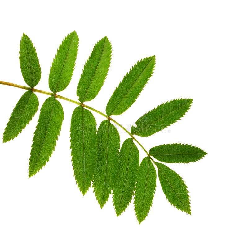 Zweig stockbild. Bild von getrennt, umgebung, auszug, wald - 9715423