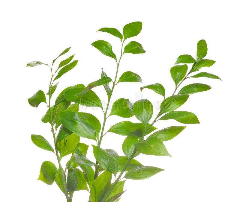 Grüner Zweig getrennt stockbild. Bild von ausschnitt - 16013029