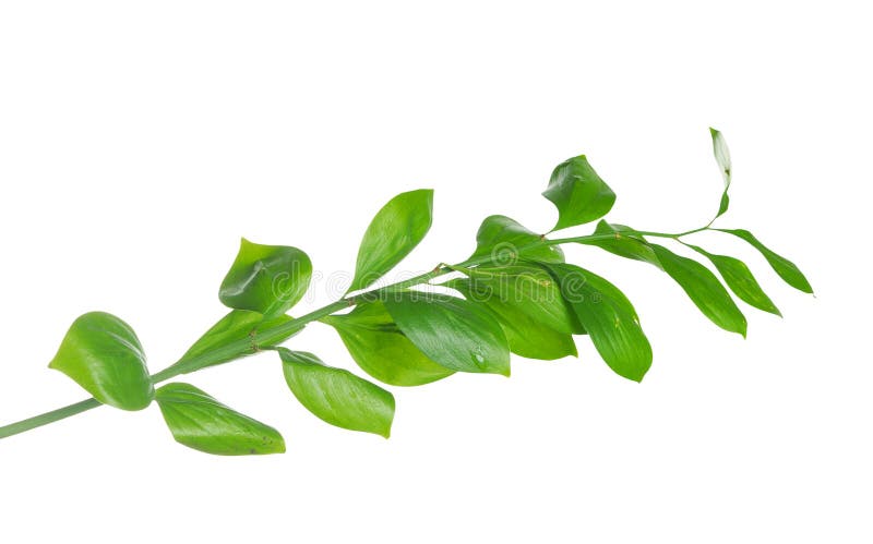Grüner Zweig isoliert stockbild. Bild von auslegung, umwelt - 17021601