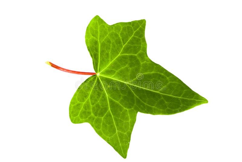Efeu-Blatt stockfoto. Bild von frech, botanik, frühling - 6280844