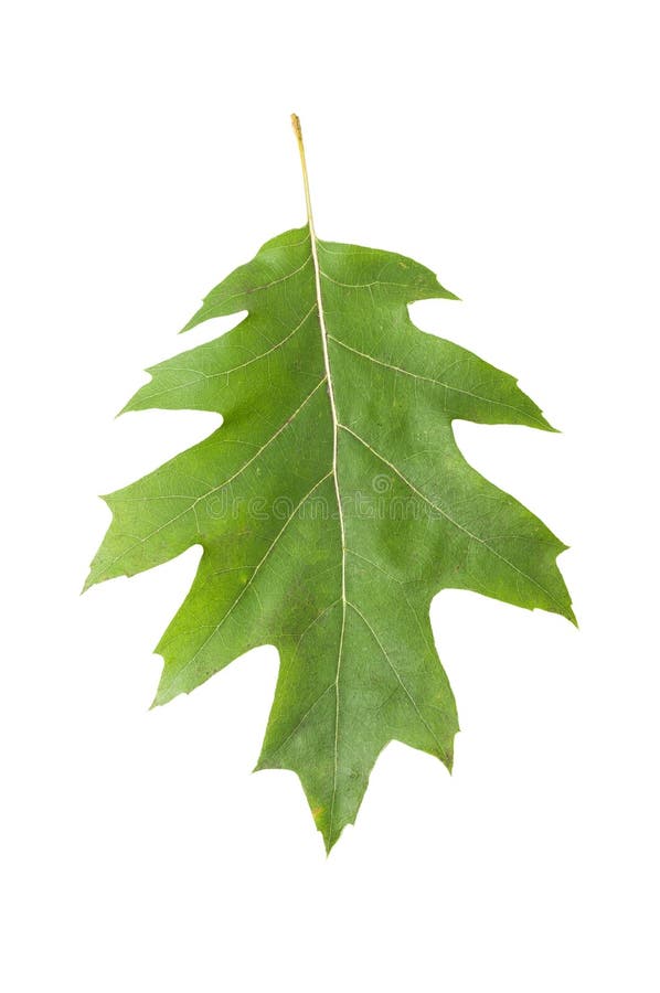 Grünes Eichenblatt Auf Weißem Hintergrund Stockfoto - Bild von einzeln ...