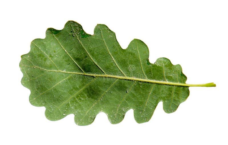 Grünes Eichenblatt Auf Weiß Stockfoto - Bild von nave, zweig: 1240800