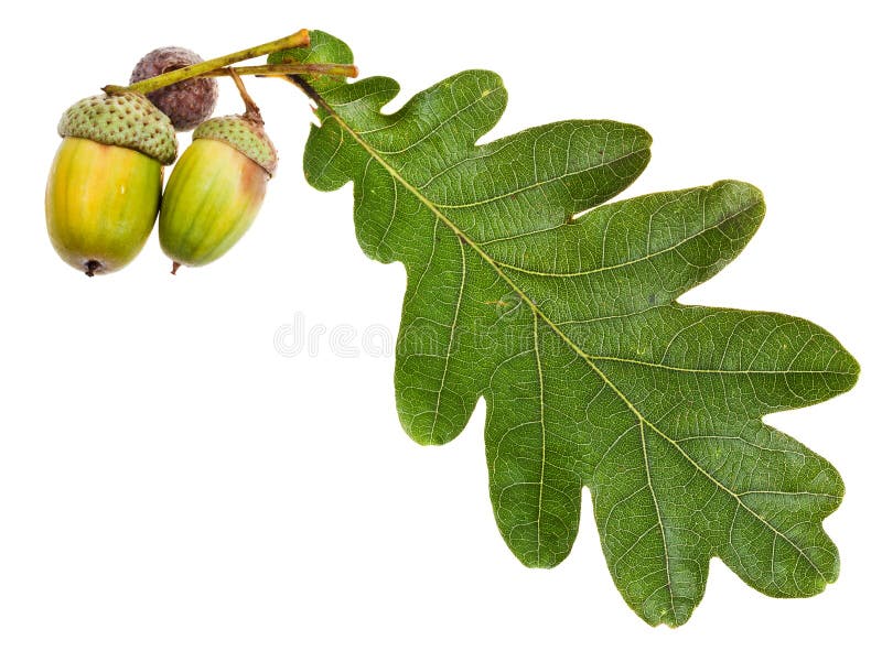 Grünes Eichenblatt Und -eicheln Stockfoto - Bild von eiche, betrieb ...