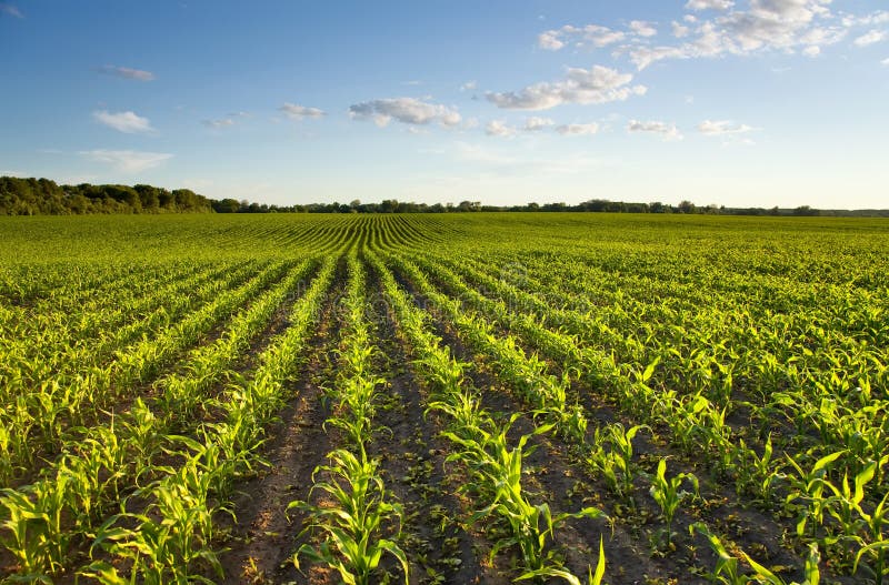 Feld Des Gr?nen Mais Nahes Hohes Maisfeld In Der Landschaft, Viel Yong ...