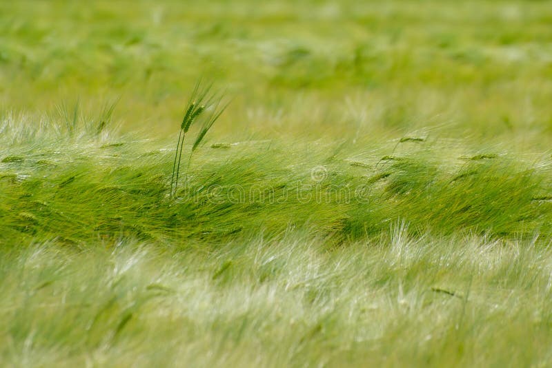 Grünes Gerstenfeld stockbild. Bild von land, wachstum - 18214311