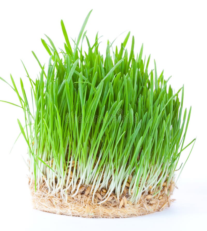 Grünes Gras stockbild. Bild von beschaffenheit, rasen - 18748465