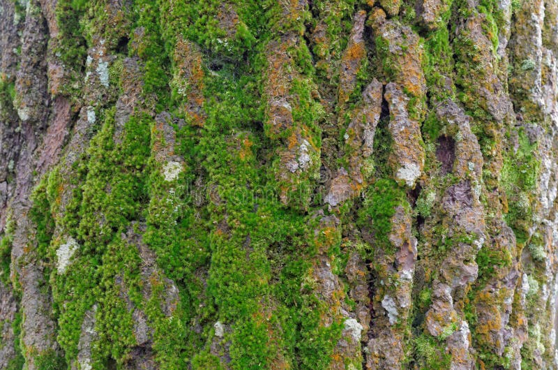 Baumrinde mit Moos stockfoto. Bild von moos, baumrinde - 43616484