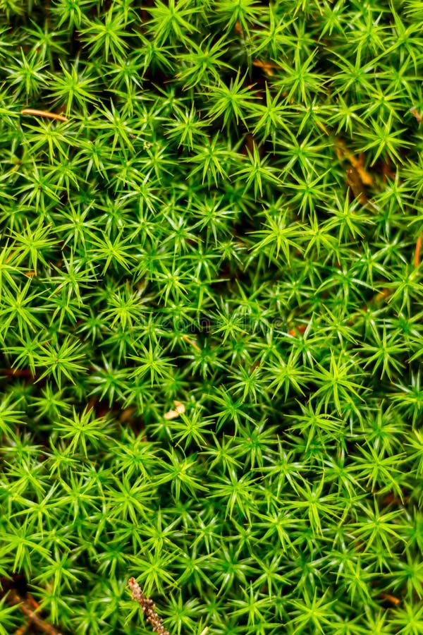 Grünes Moos im Wald stockbild. Bild von nave, betrieb - 63217737