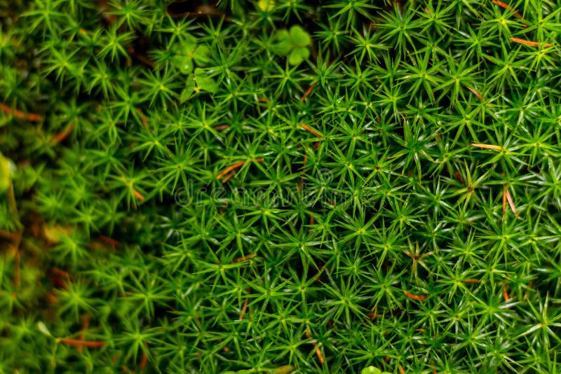 Grünes Moos im Wald stockbild. Bild von nave, betrieb - 63217737