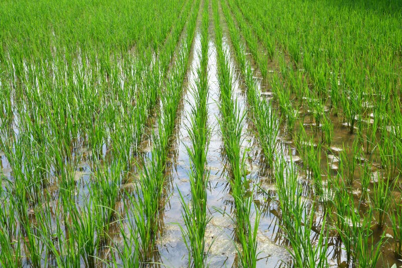 Reisfelder, Terrassen, Plantage, Bauernhof Ein Organischer Asiatischer ...