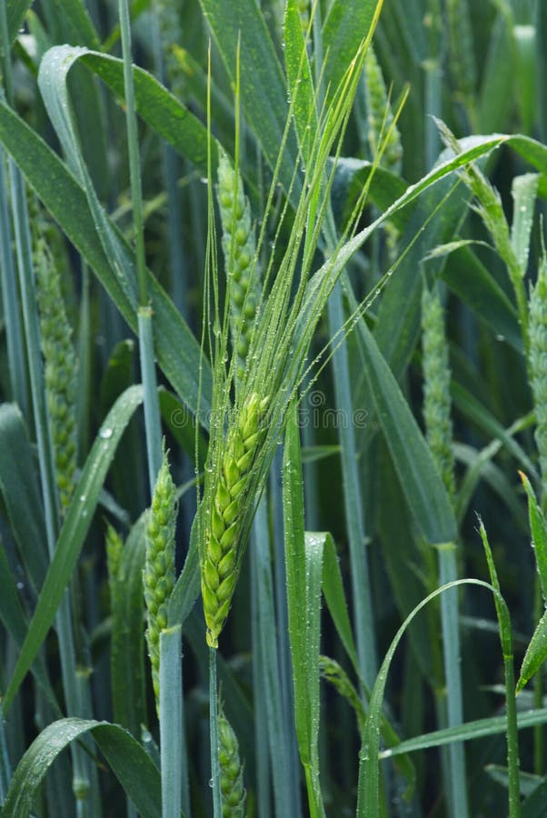 Grünes Roggenfeld stockfoto. Bild von nahaufnahme, keimen - 5398598