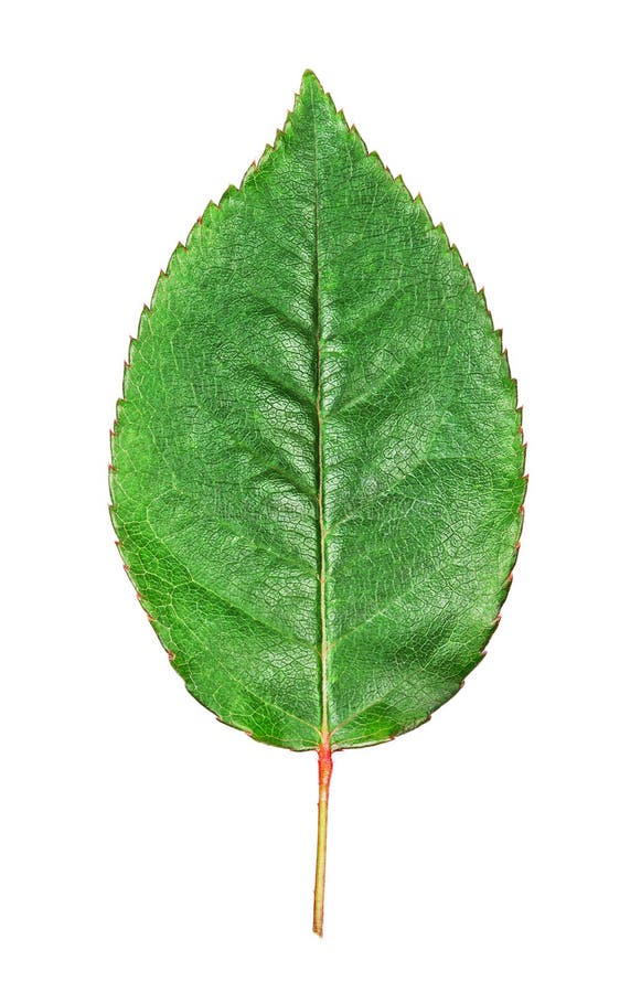 Grünes Rosenblatt stockfoto. Bild von foto, grün, liebe - 59301116