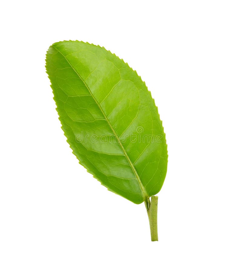 Grünes Teeblatt Lokalisiert Auf Weißem Hintergrund Stockfoto - Bild von ...