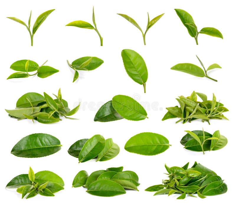 Grünes Teeblatt Lokalisiert Auf Weißem Hintergrund Stockfoto - Bild von ...