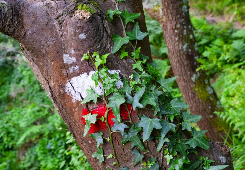 GR Footpath on a Tree among the Ivy, Hiking on Mount Ulia, Euskadi ...