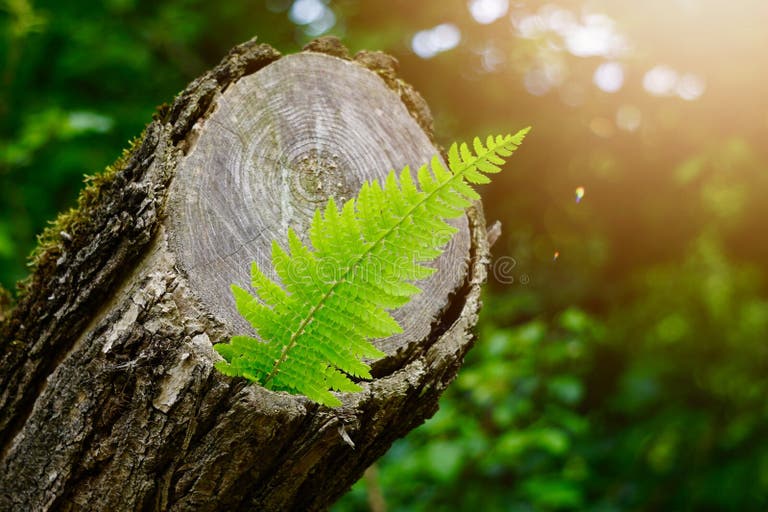 Gr?nt Ormbunkev?xtblad Som Textureras I Sommar I Naturen Arkivfoto - Bild av utomhus, ormbunke ...