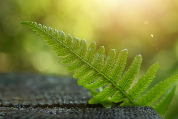 Gr?nt Ormbunkev?xtblad Som Textureras I Sommar I Naturen Arkivfoto - Bild av växt, ormbunke ...