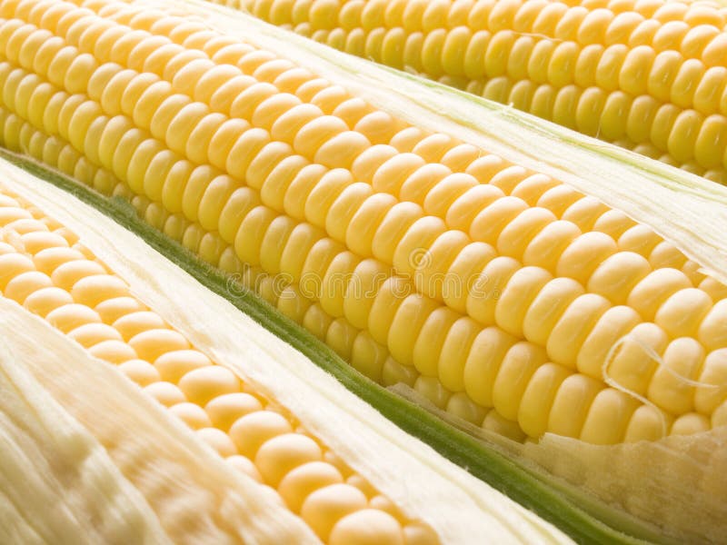 Graan. stock afbeelding. Image of naughty, achtergrond - 10358605