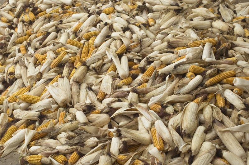 Graan stock foto. Image of geplukt, graan, gebied, najaar - 11323504