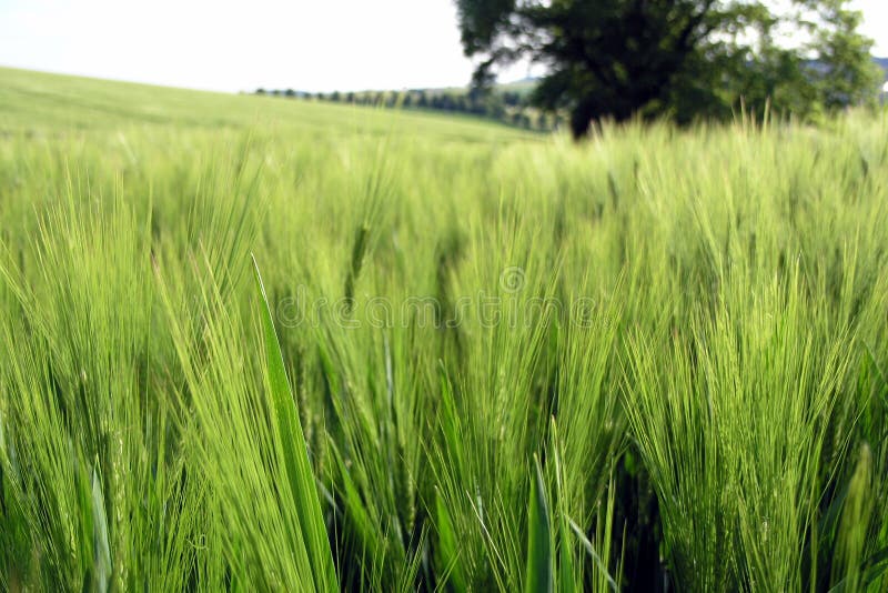 Graan stock foto. Image of gerst, gebied, genetisch, gezond - 14270238