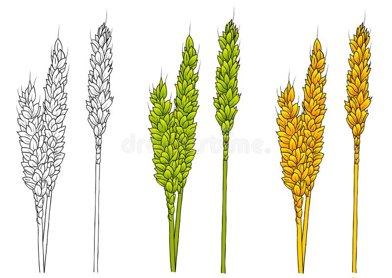 Graan vector illustratie. Illustration of tekening, organisch - 15531793