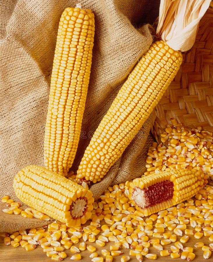 Graan stock foto. Image of schuur, gegroeid, korrel, menigte - 16333488