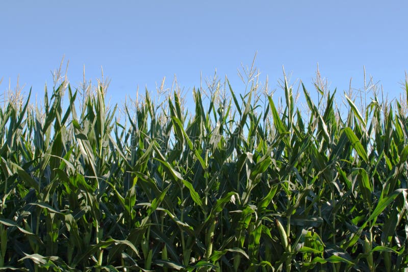 Het Groeien Van De Installatie Van Het Graan Stock Foto - Image of ...