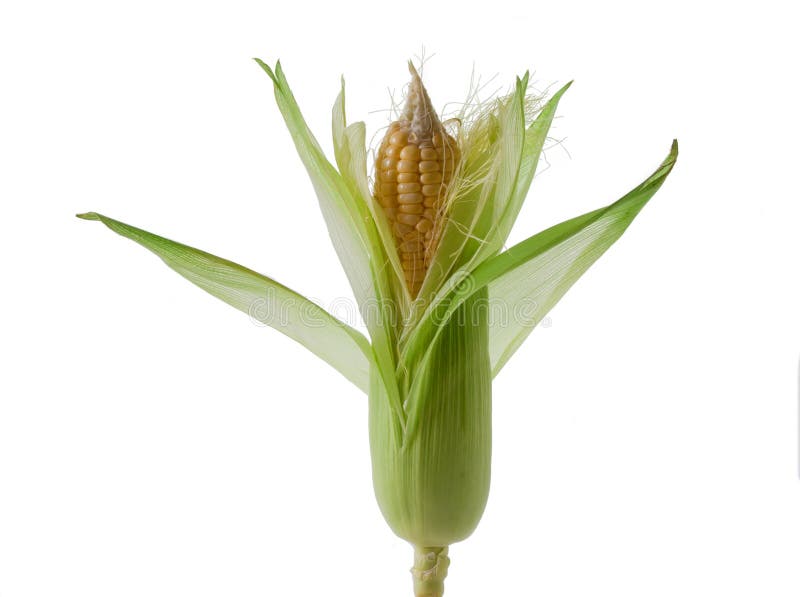 Graan in de zak stock afbeelding. Image of maaltijd, landbouw - 41807483