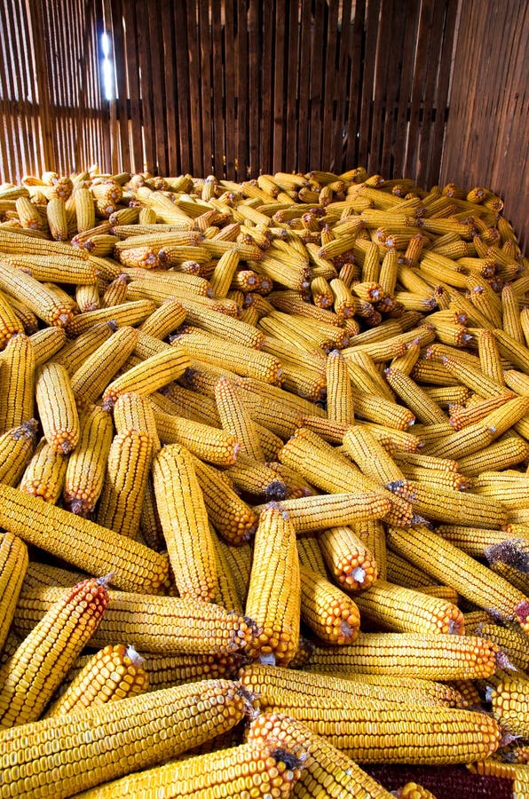 Graan stock afbeelding. Image of oogst, naughty, opslag - 22507805