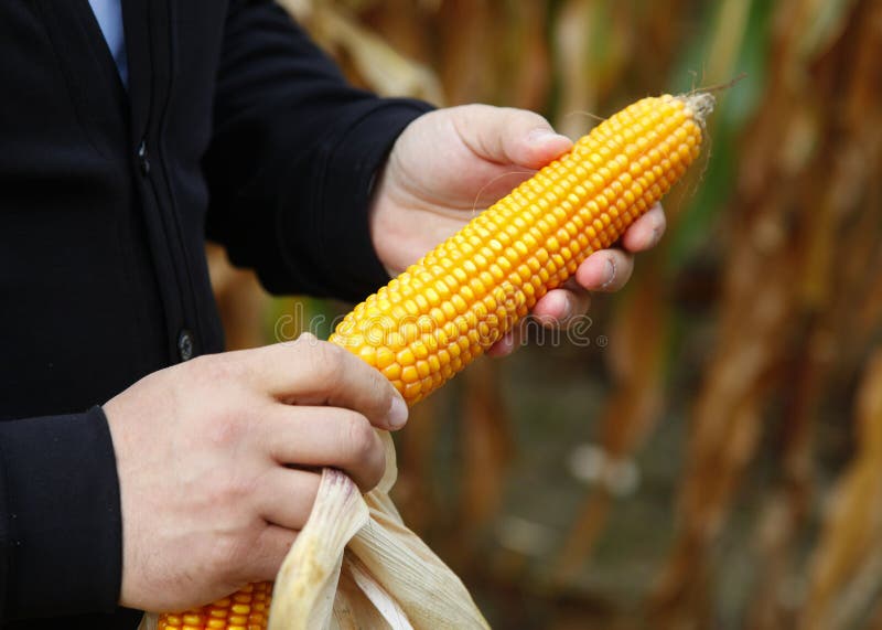 Graan stock foto. Image of gebied, korrel, koken, maïs - 22597178