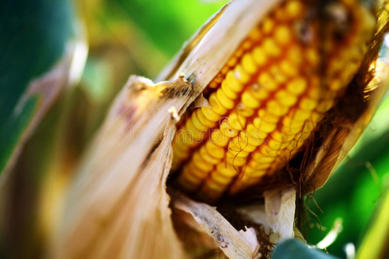 Rijp rogge-graan stock afbeelding. Image of installaties - 4654139