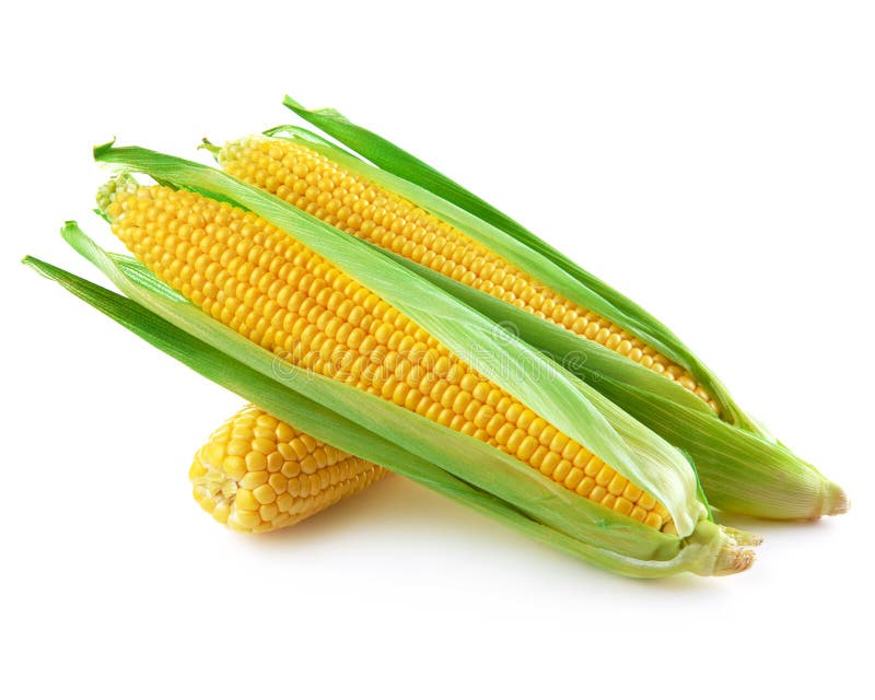 Korenaar stock foto. Image of voedsel, groen, rijp, maïs - 26248000