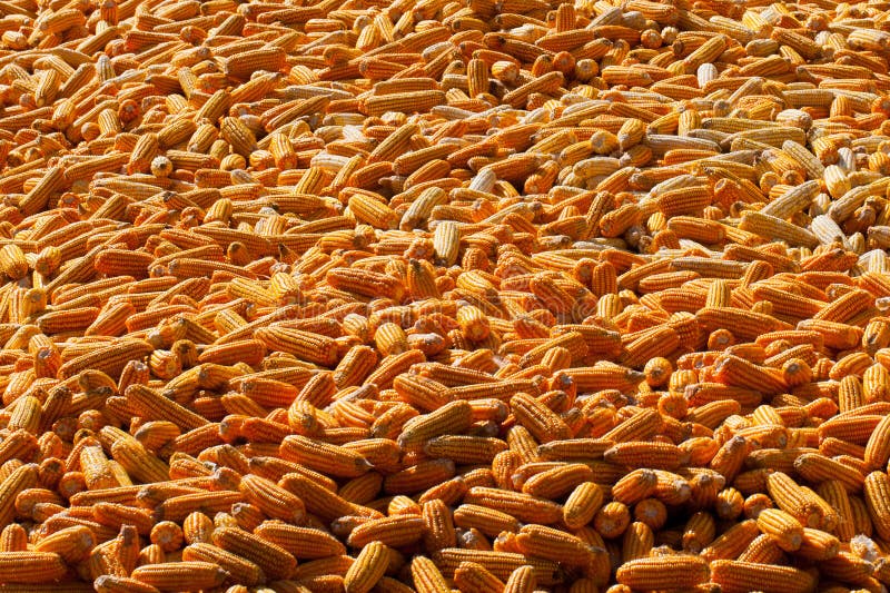 Graan stock afbeelding. Image of voeding, korrel, trillend - 37605765