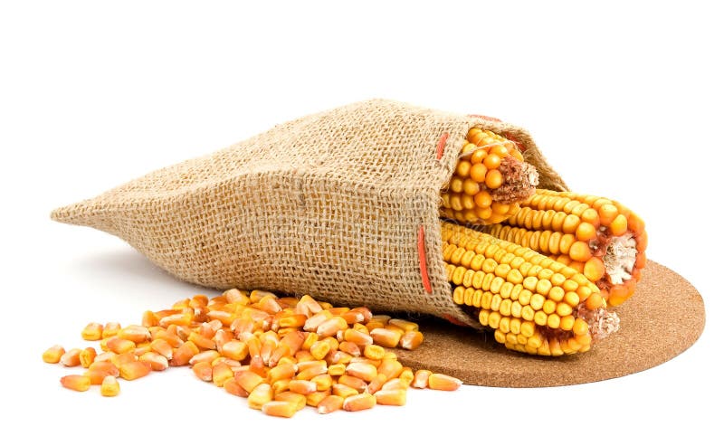 Graan stock foto. Image of landelijk, voedsel, binnenlands - 4351846