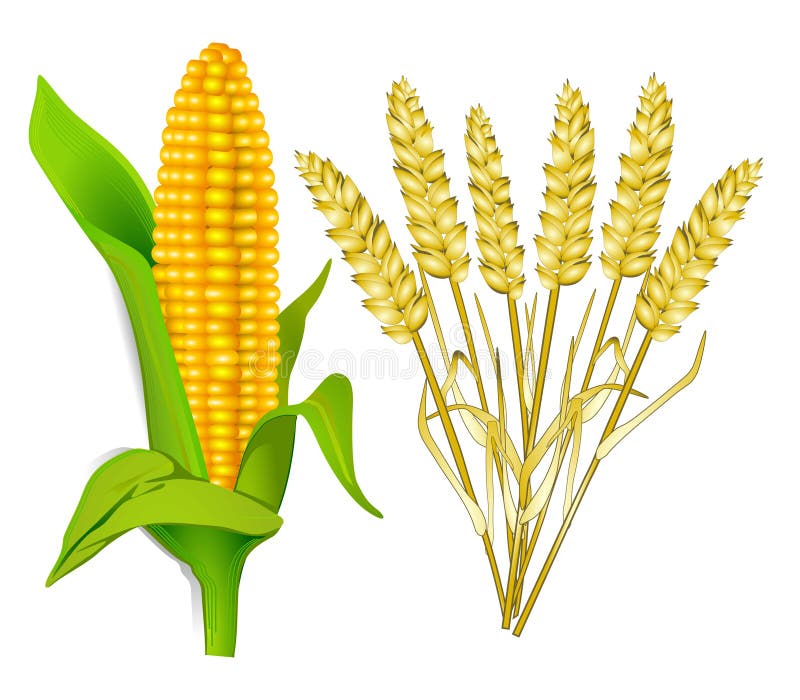 Graan en korrel vector illustratie. Illustration of voeding - 17017310