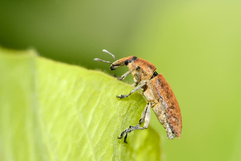 Graanklander stock afbeelding. Image of groen, sluit - 20107041