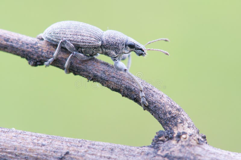 Graanklander stock foto. Image of kever, sluit, insecten - 55206812