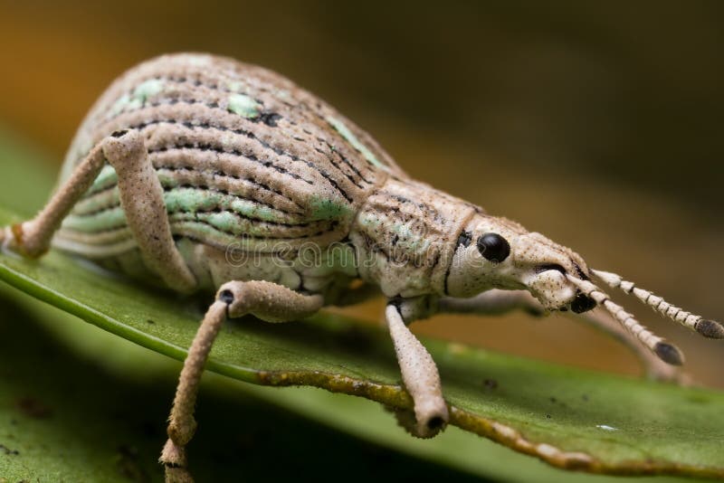 Graanklander stock foto. Image of wildernis, macro, witachtig - 7653194