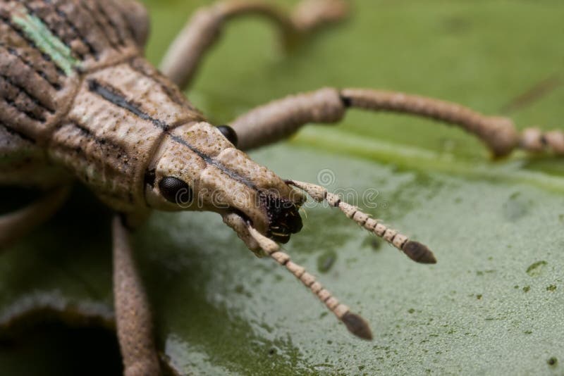 Graanklander stock foto. Image of wildernis, macro, witachtig - 7653194