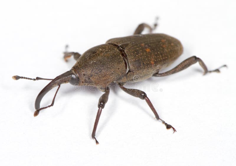 Graanklander Op Witte Oppervlakte Stock Afbeelding - Image of lang ...