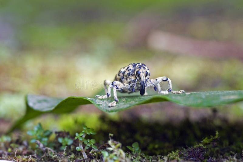 Graanklander of Snuitkever in Het Bos Stock Foto - Image of ecologie ...